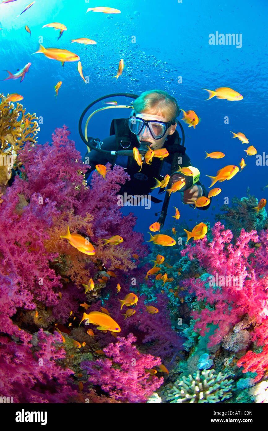 Diver in colorful coral reef in the Red Sea, underwater, scuba, diving, ocean, sea, blue water ...