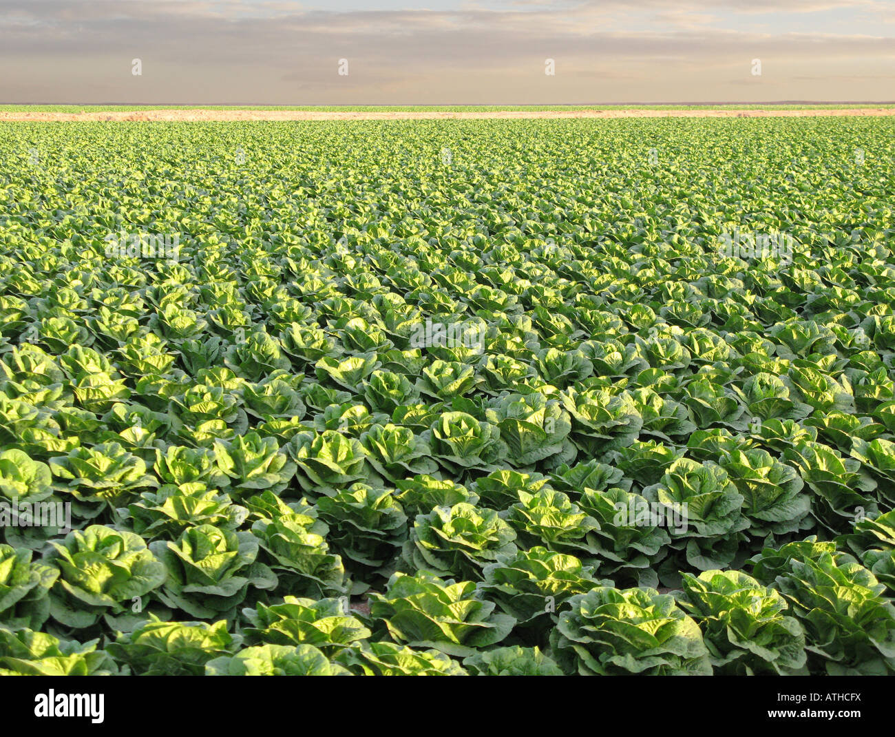Field of lettuce at sunset Stock Photo - Alamy