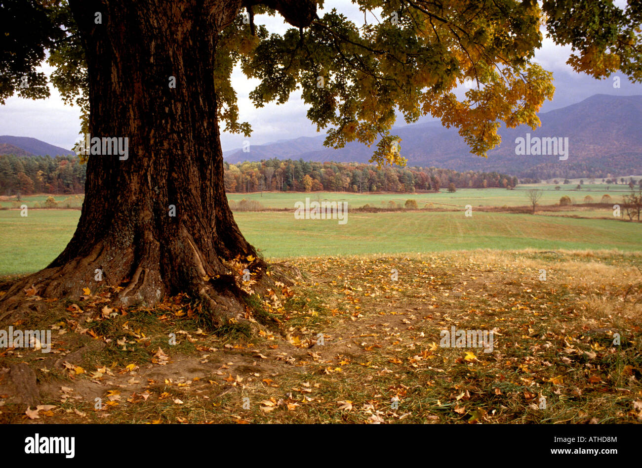 TN Tennessee Great Smoky Mount Mtns Cades Cove Fall color trees autumn ...