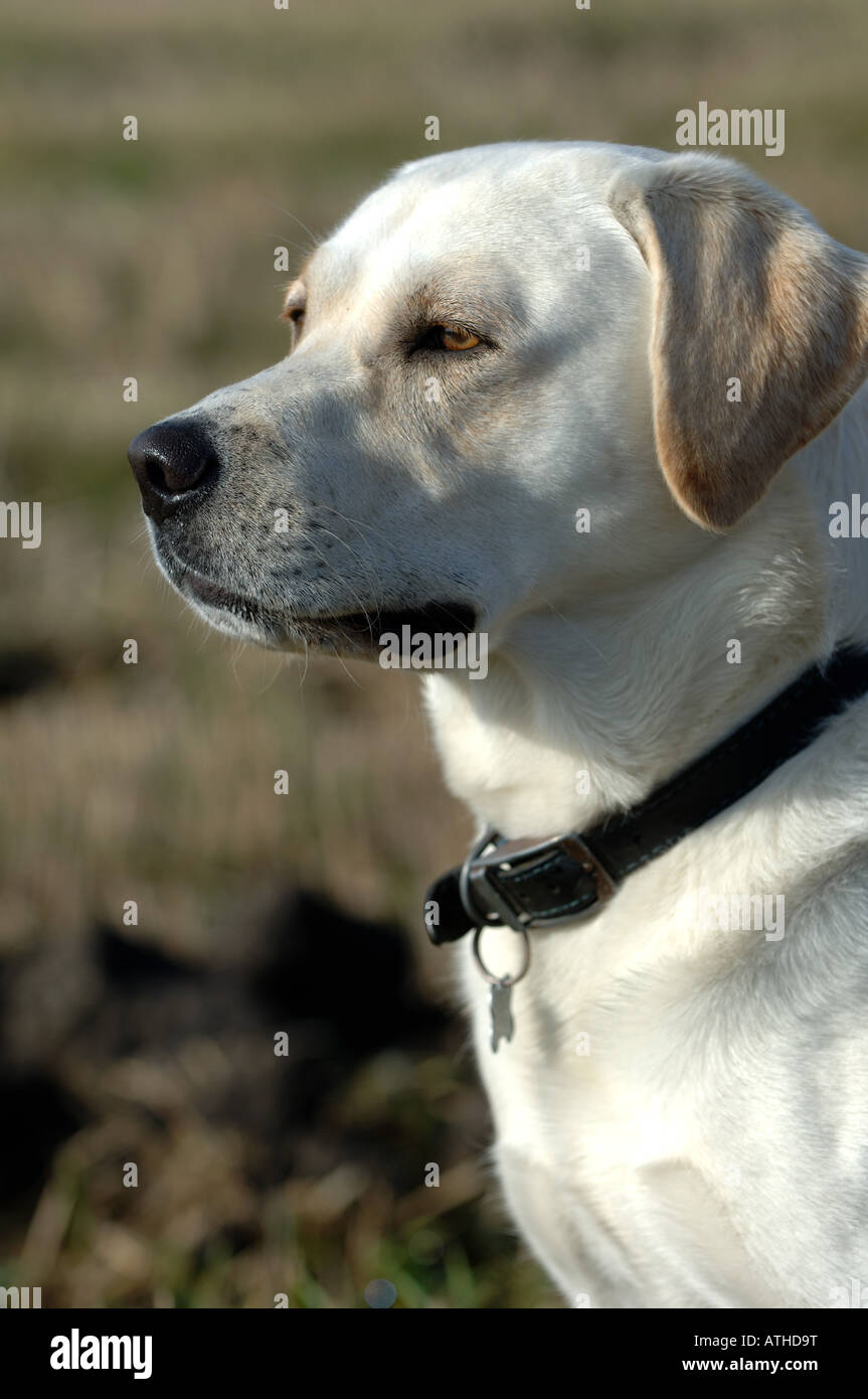 Golden labrador dog Stock Photo - Alamy