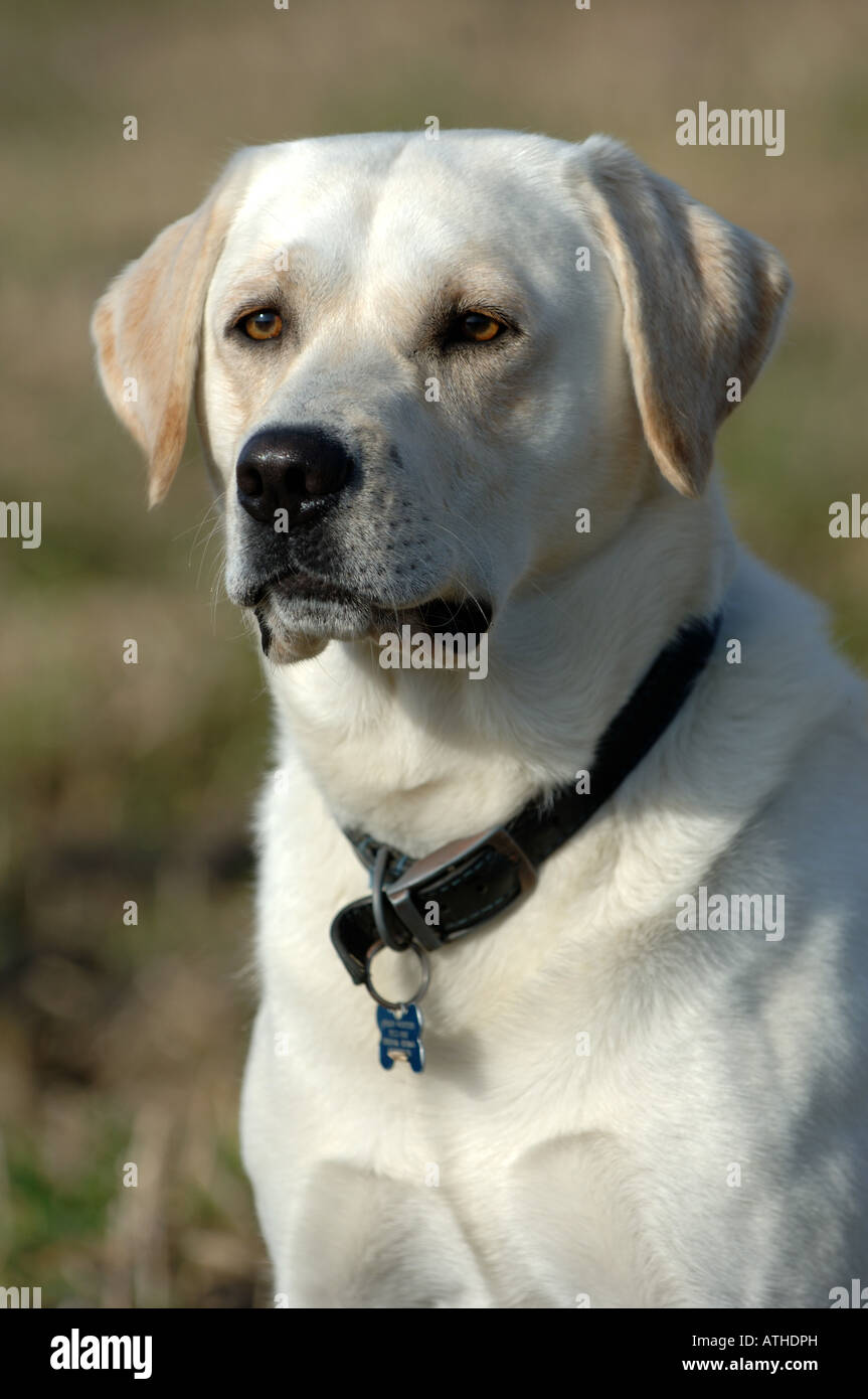 Golden labrador dog Stock Photo - Alamy