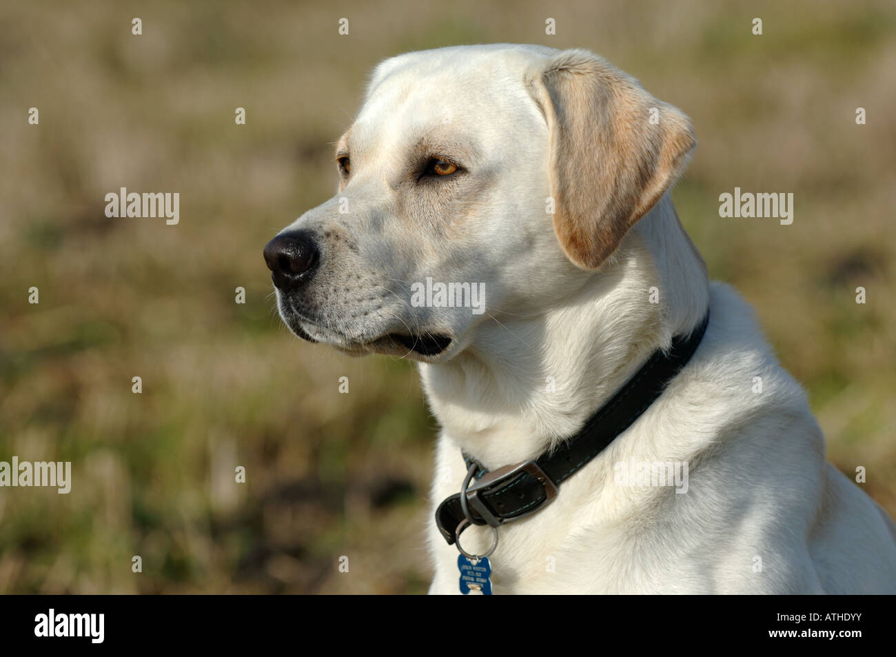 Golden labrador dog Stock Photo - Alamy