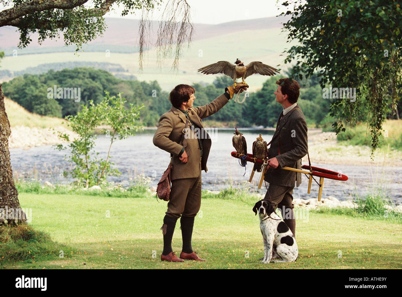 GROUSE HAWKING, Hawks,birds of prey Stock Photo - Alamy
