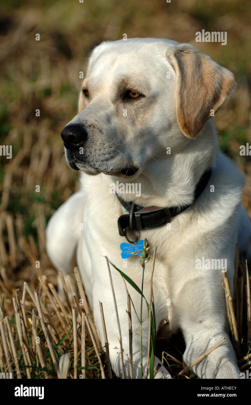Golden dog partridge hi-res stock photography and images - Alamy