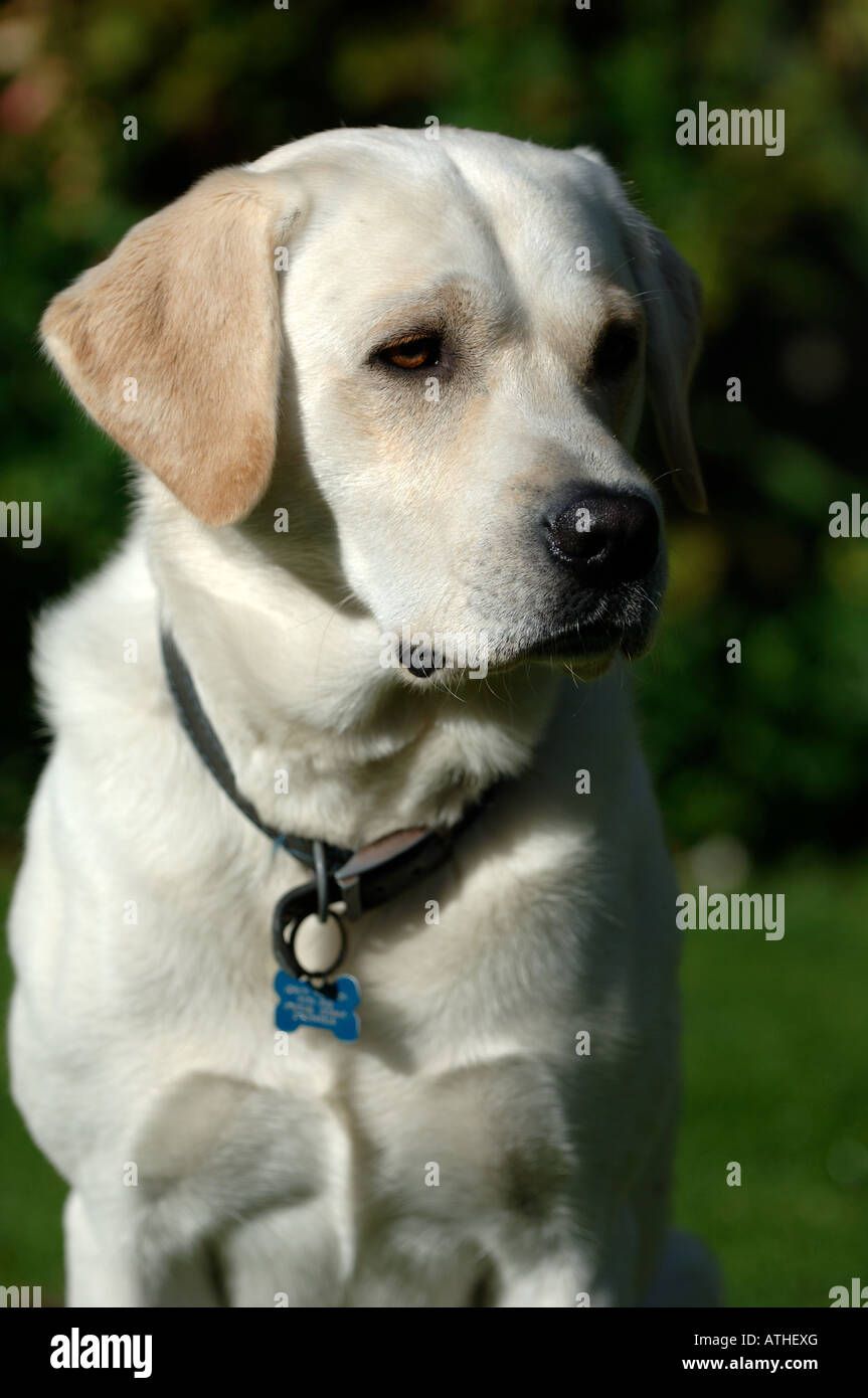 Golden labrador dog Stock Photo - Alamy