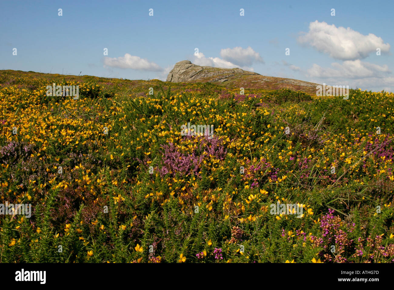Haytor Hay Tor Dartmoor National Park Devon England Britain UK Stock ...