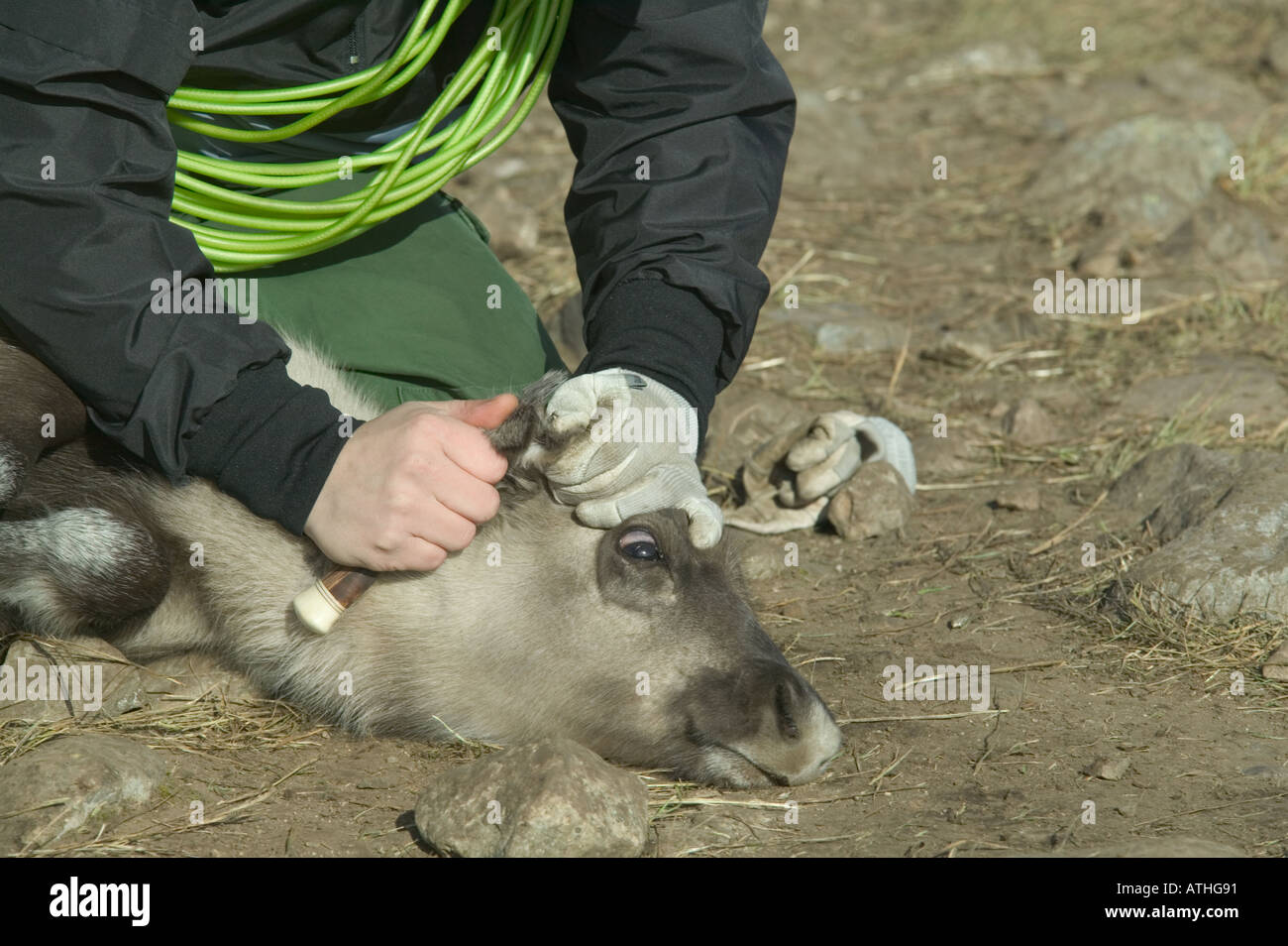 A reindeer being marked with its owners markings; Kuorpak, near ...