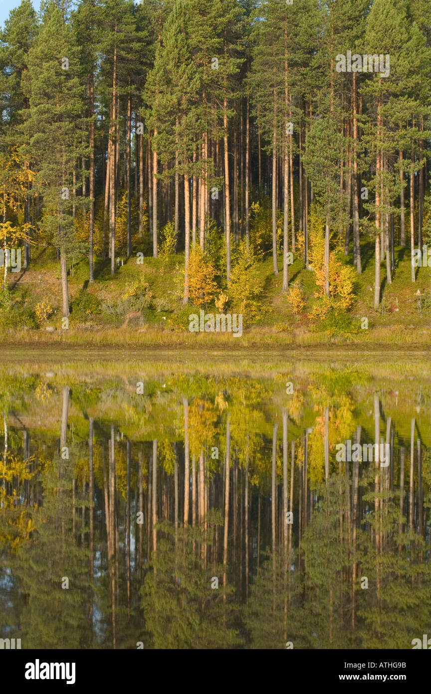 A lakeside conifer forest nr Jokkmokk Lapland Sweden Stock Photo - Alamy