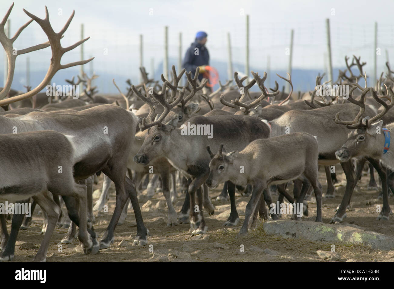 The autumn reindeer round up Kuorpak near Jokkmokk Lapland Sweden Stock ...