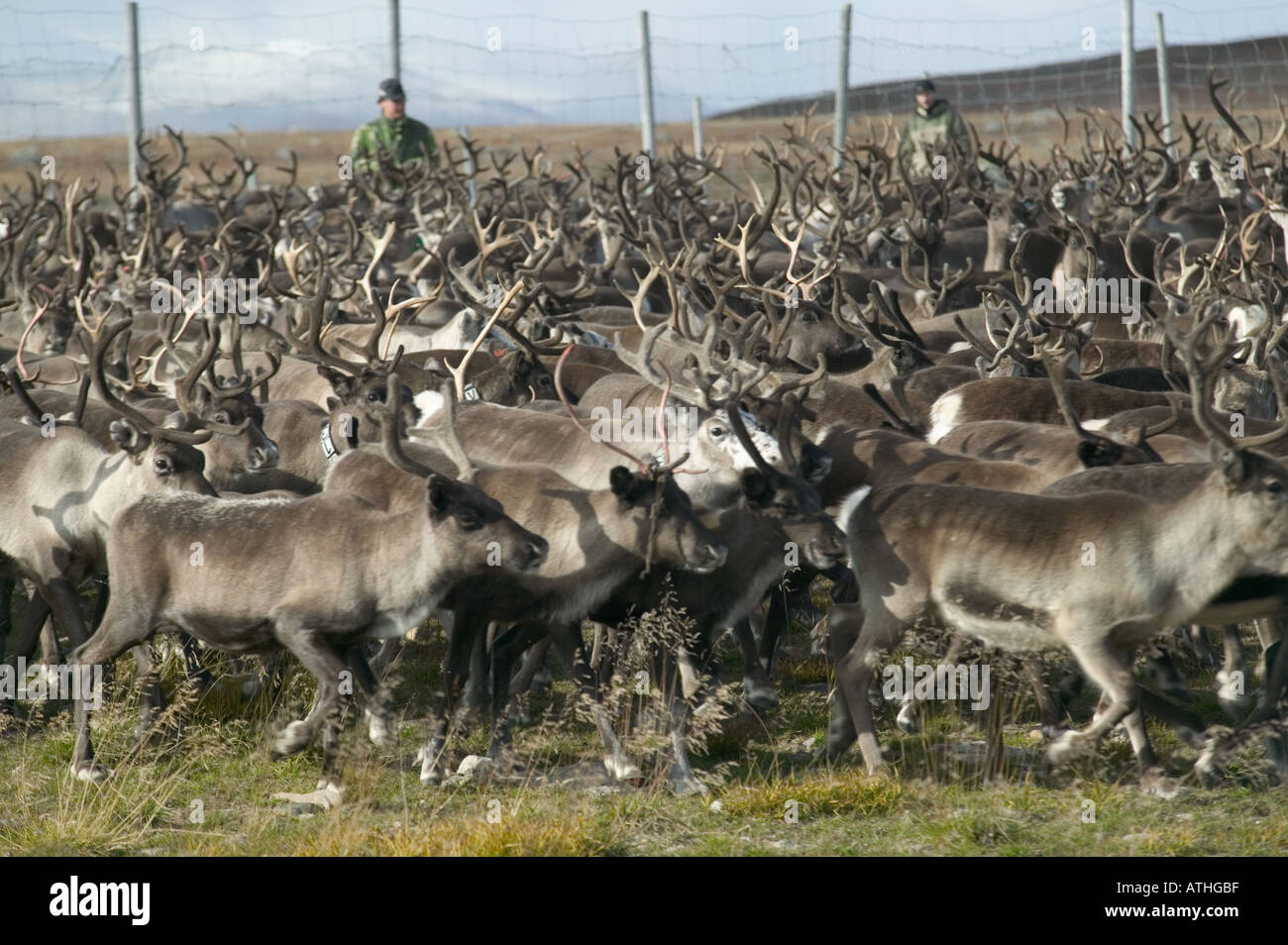 The Sami autumn reindeer round up Kuorpak nr Jokkmokk Lapland Sweden ...