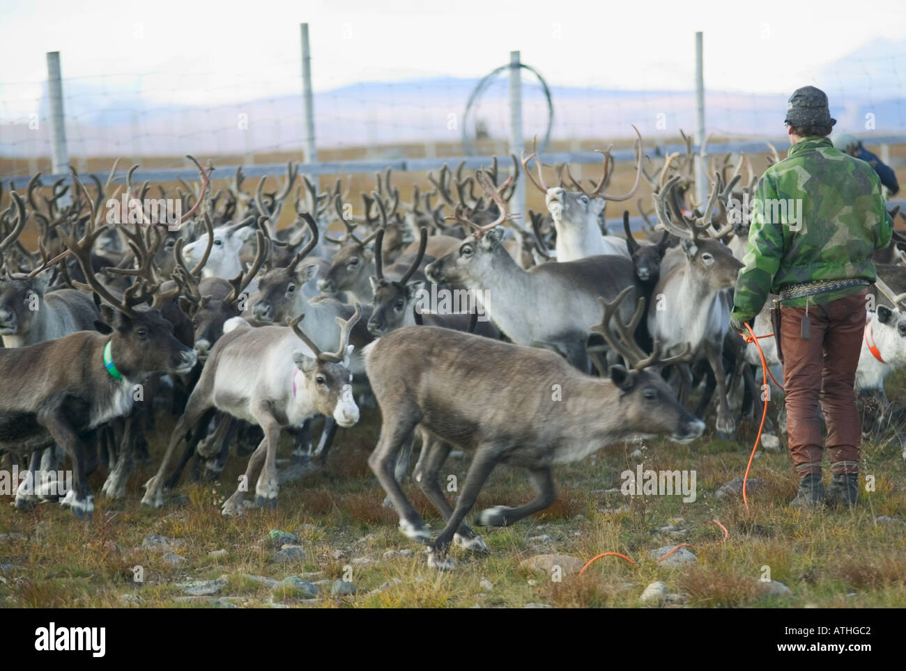 The Sami autumn reindeer round up Kuorpak nr Jokkmokk Lapland Sweden ...