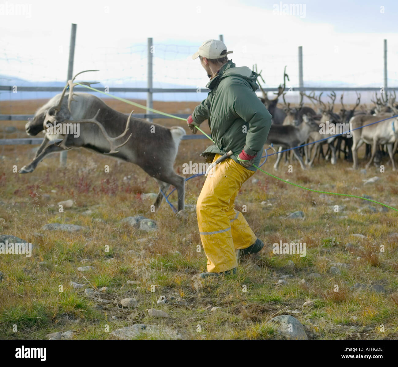 Arctic reindeer migration hi-res stock photography and images - Alamy