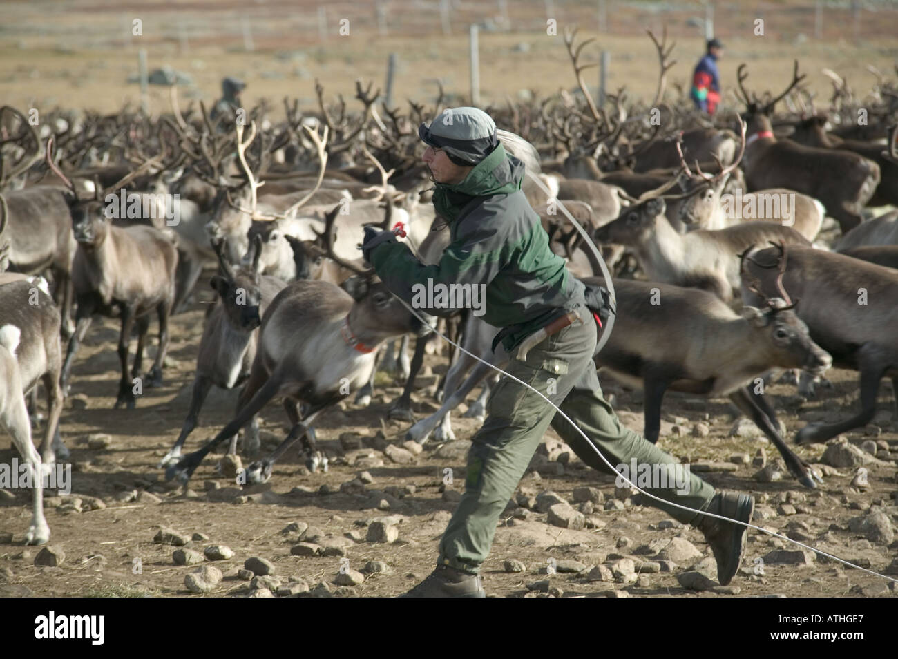 Sami reindeer hi-res stock photography and images - Alamy
