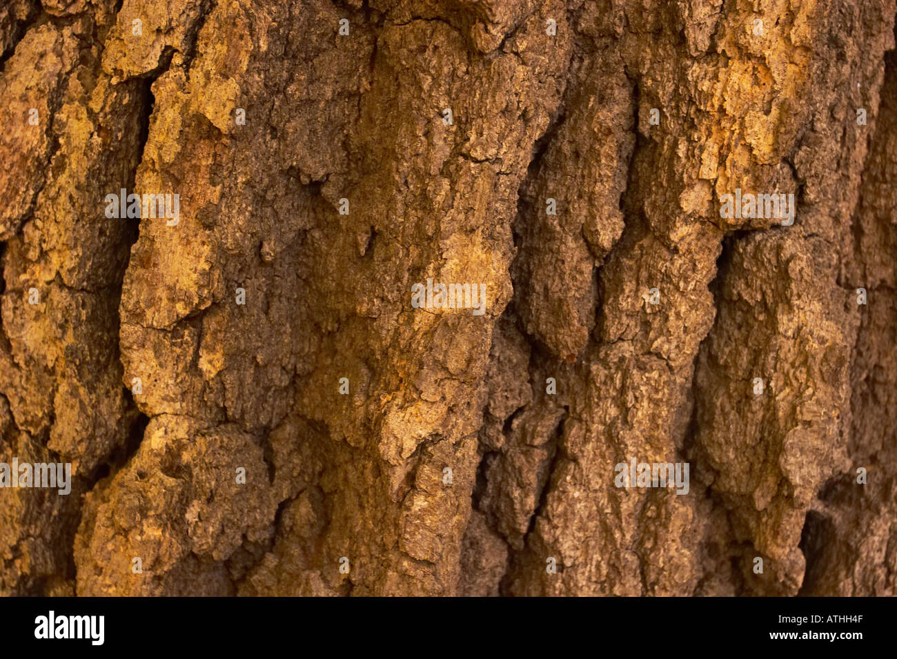 A close up of the bark of a maple tree on an autumn day Stock Photo - Alamy