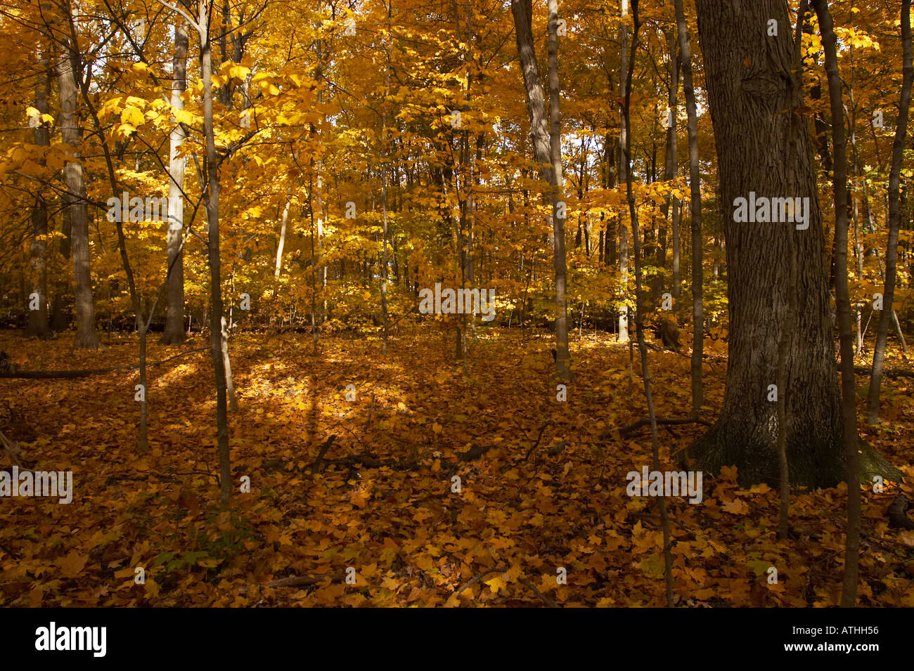 Maple glade trail hi-res stock photography and images - Alamy