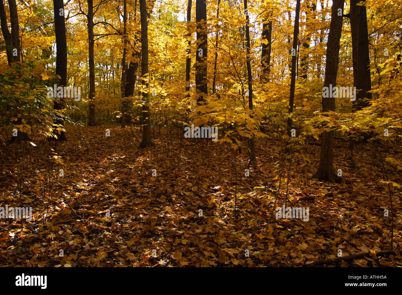 Maple glade nature trail hi-res stock photography and images - Alamy