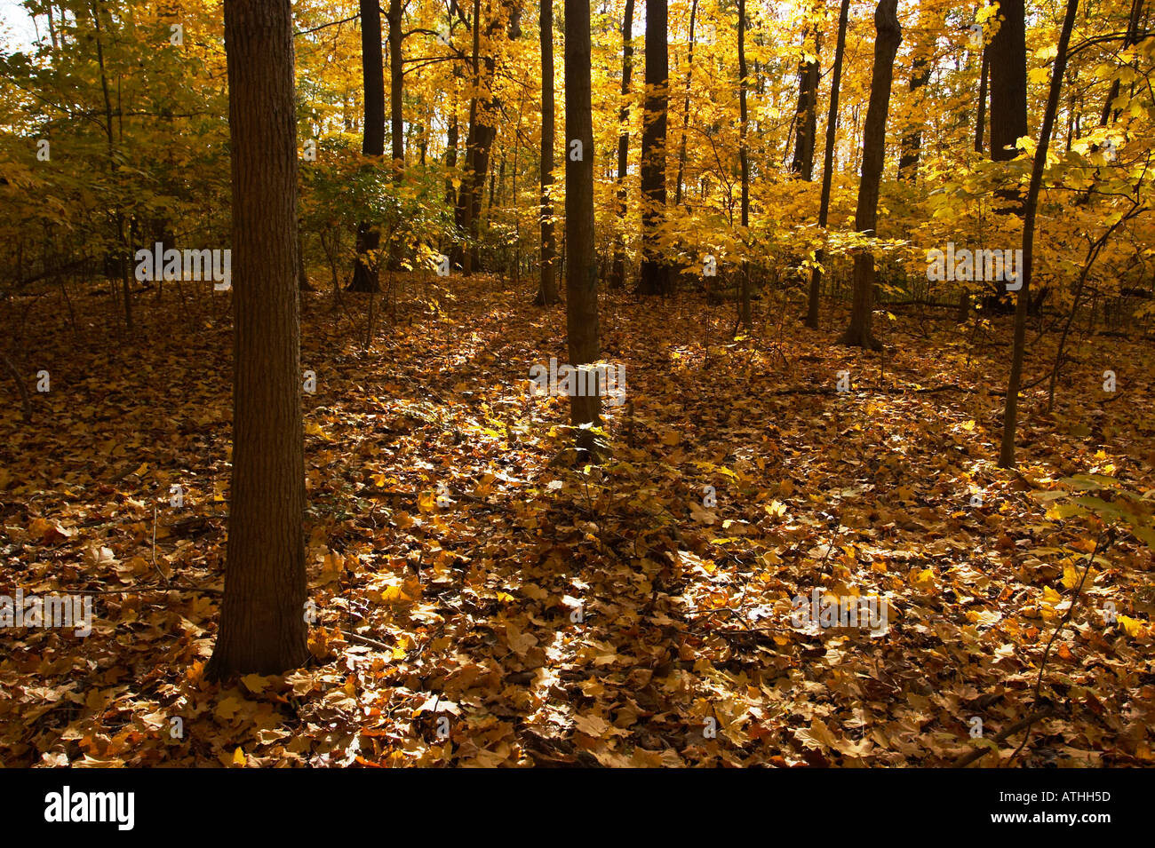 Maple glade nature trail hi-res stock photography and images - Alamy
