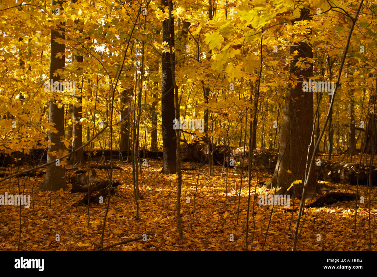 Maple glade nature trail hi-res stock photography and images - Alamy