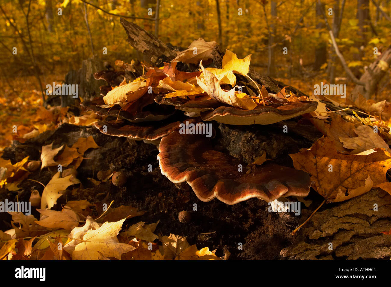 Tree fungi on maple tree hi-res stock photography and images - Alamy