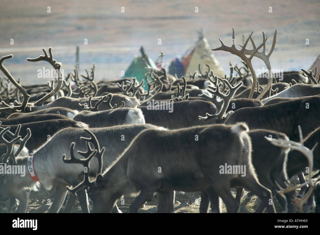 Sami Camp Arctic Circle High Resolution Stock Photography and Images ...
