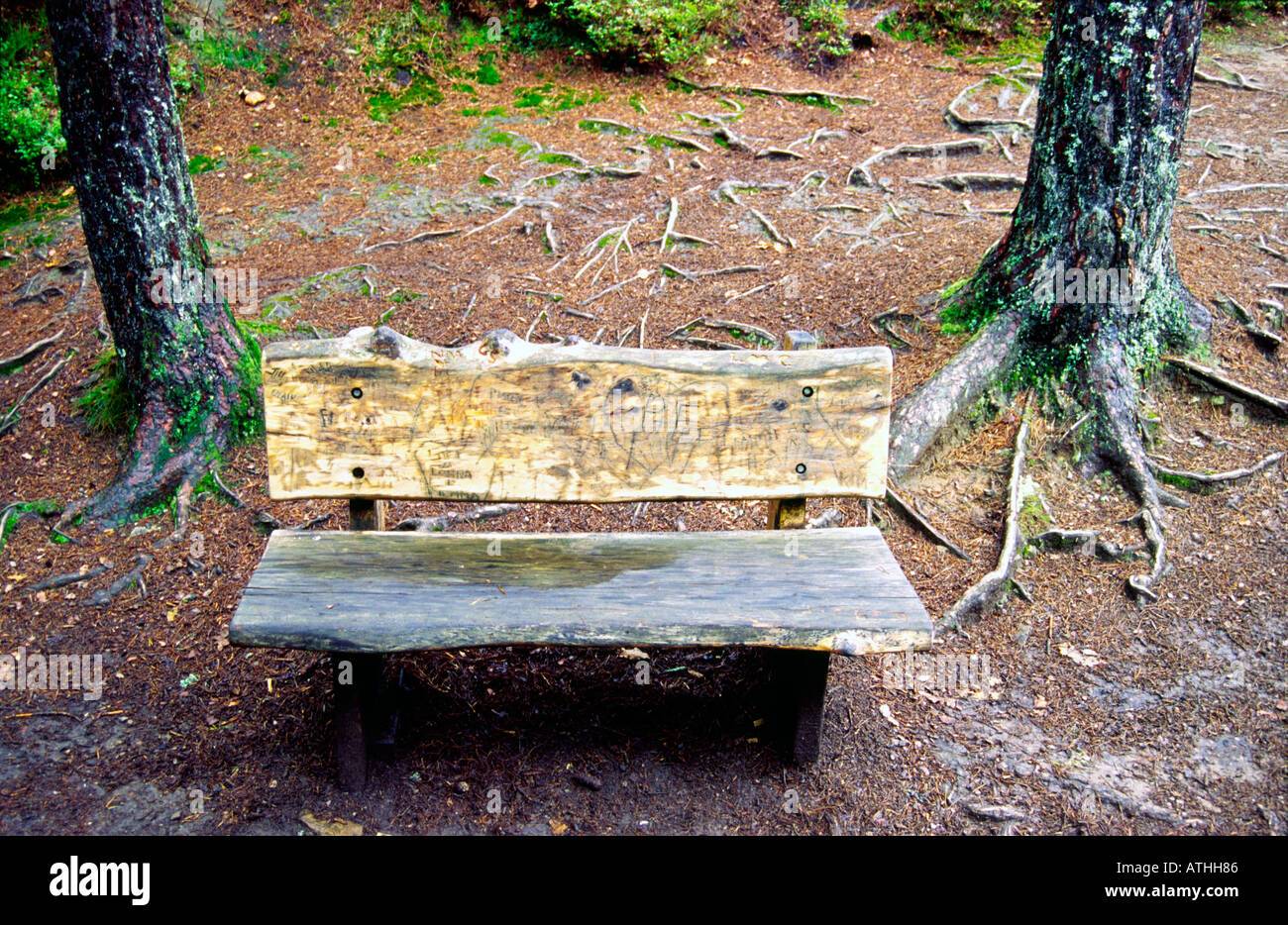 Wooden bench between two trees, Scotland Stock Photo - Alamy