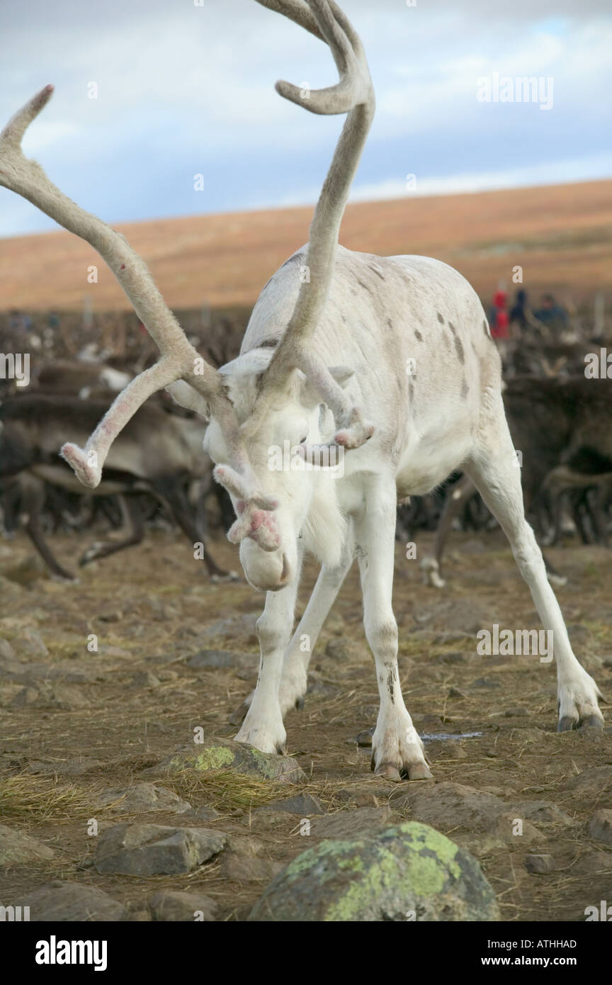 A giant white reindeer during the autumn round up Kuorpak nr Jokkmokk ...