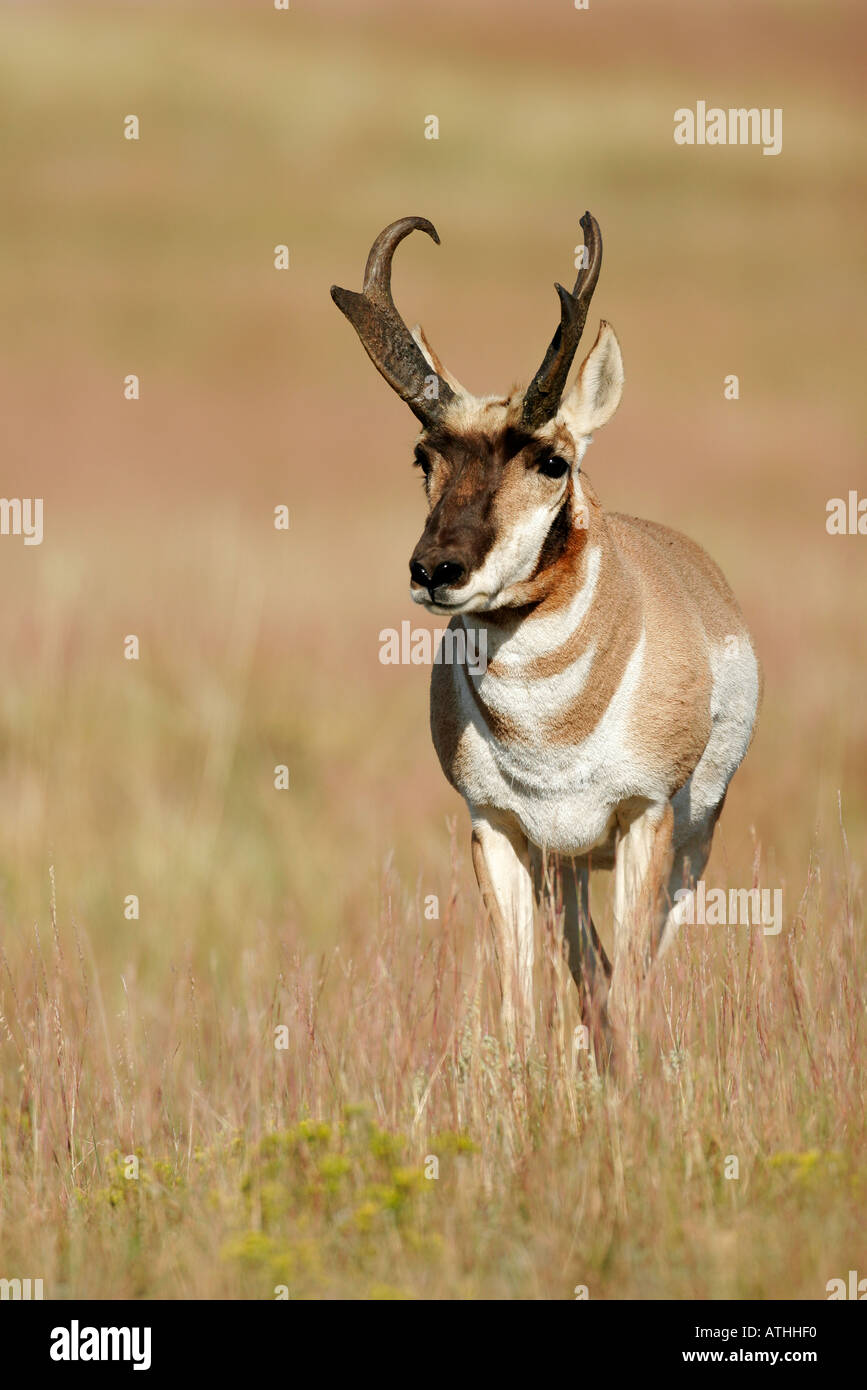 Pronghorn antelope buck Stock Photo - Alamy