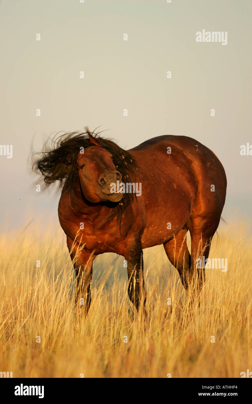 Wild mustang stallion Stock Photo - Alamy