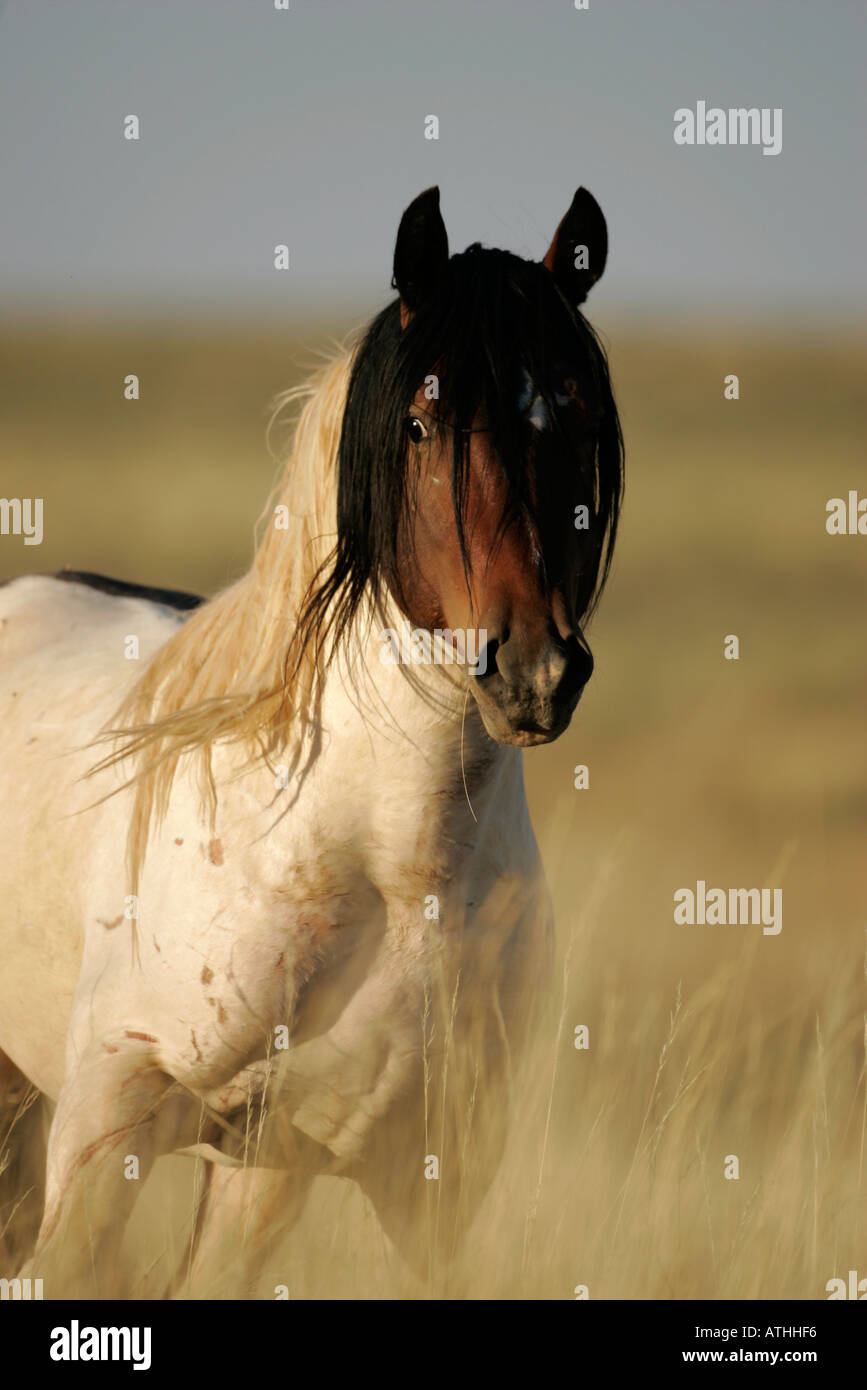 Freedom mustang hi-res stock photography and images - Alamy