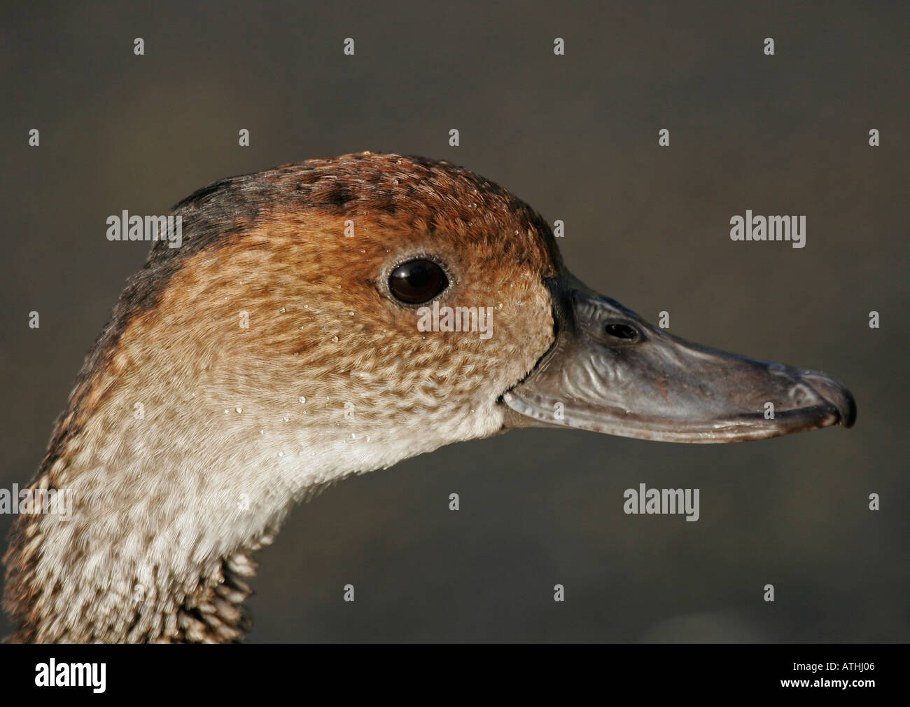 Cuban whistling duck hi-res stock photography and images - Alamy