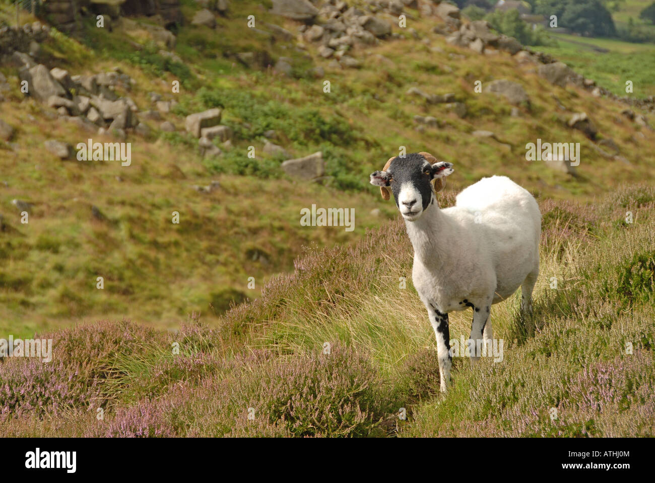Sheep in Peak District National Park Derbyshire England UK Stock Photo ...