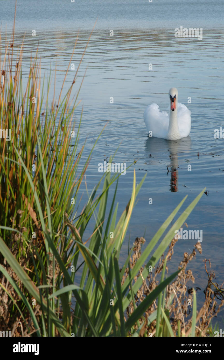 Swan on Whitlingham Great Broad just outside Norwich, Norfolk, UK Stock ...