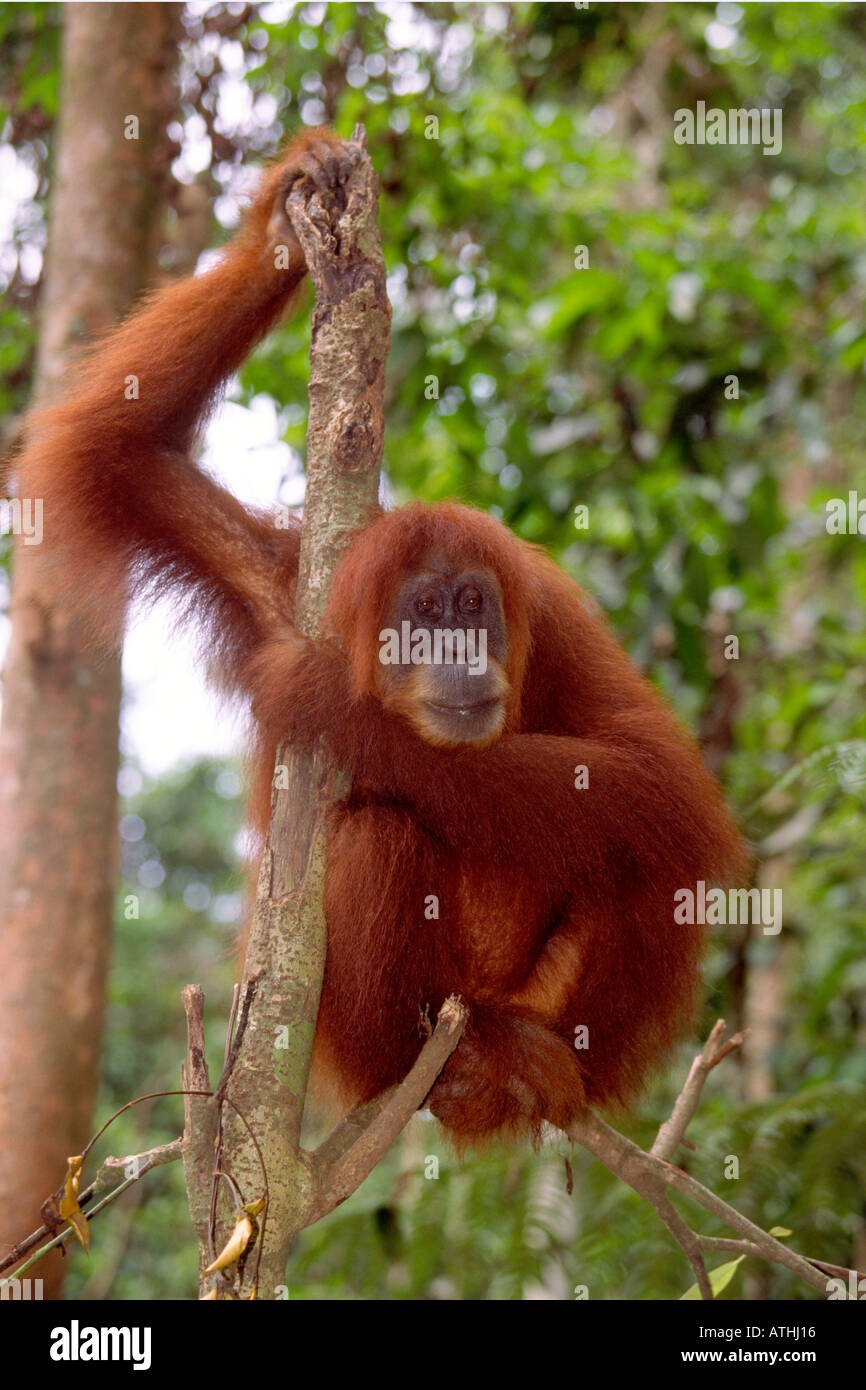 Adolescent male orangutan hi-res stock photography and images - Alamy