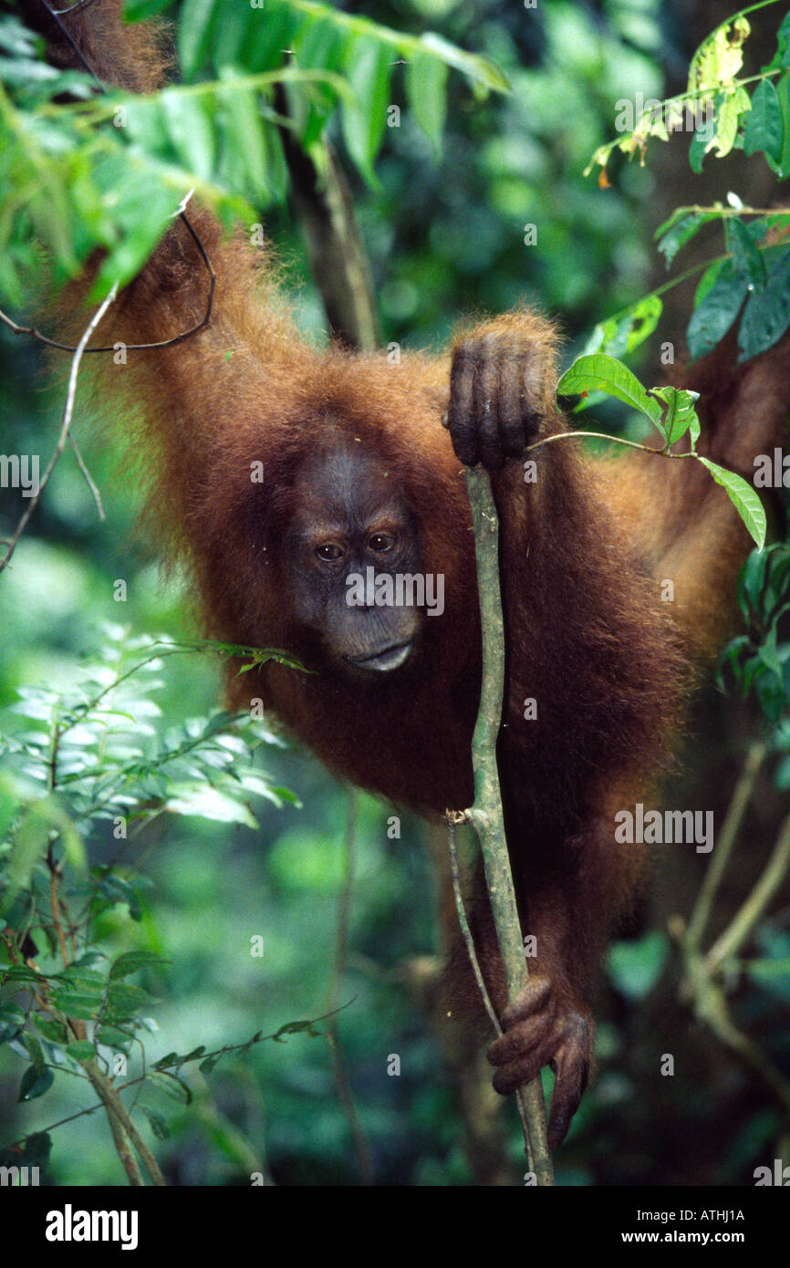 Extinct primate hi-res stock photography and images - Alamy