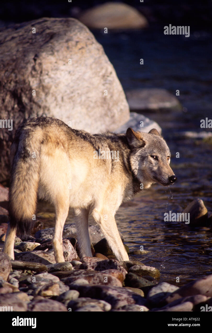 Wolf drinking from river hi-res stock photography and images - Alamy