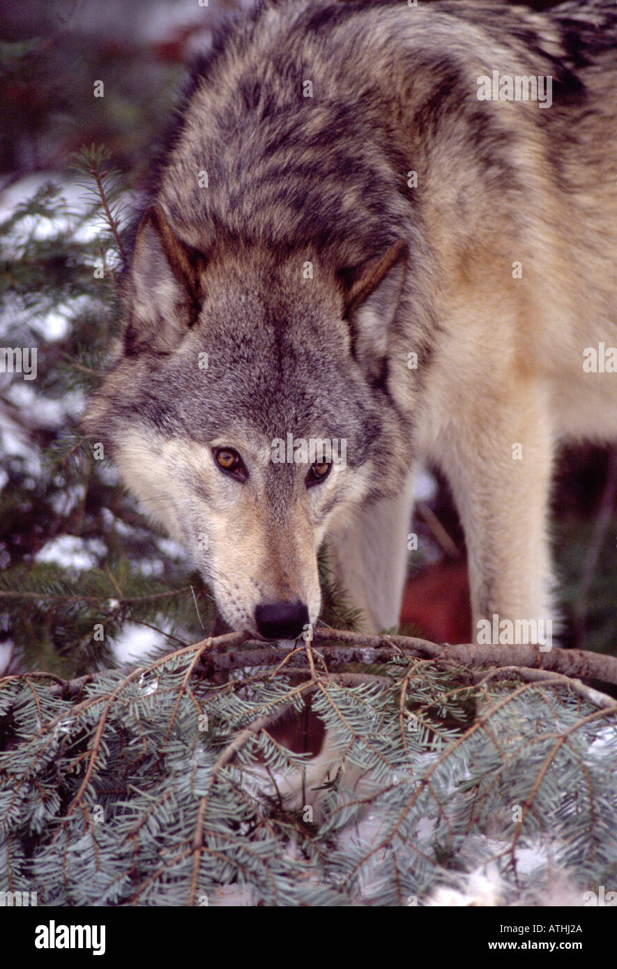 Wolf forest montana winter hi-res stock photography and images - Alamy