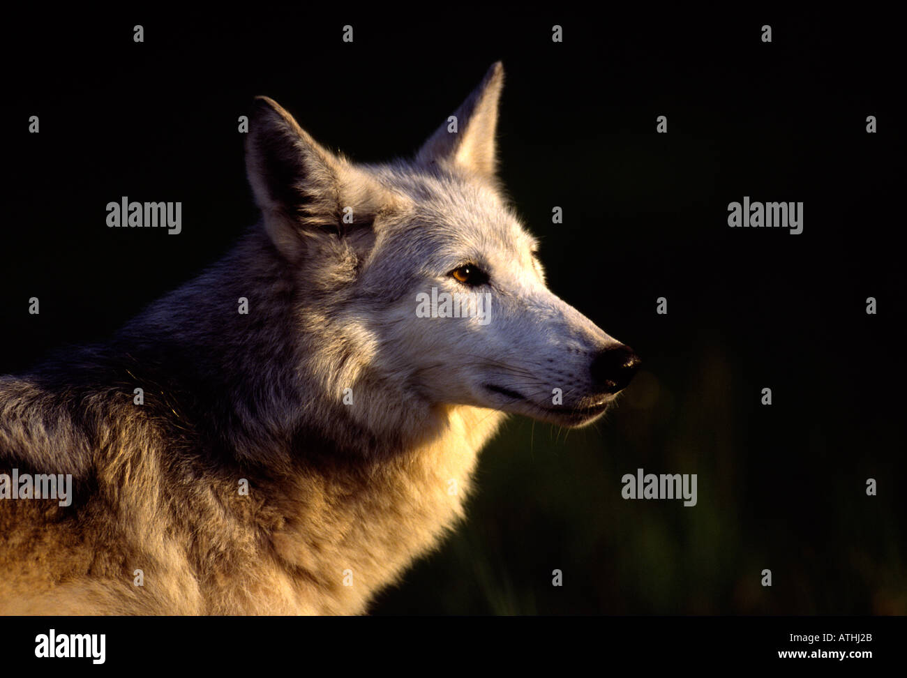 Minnesota forest wolves hi-res stock photography and images - Alamy