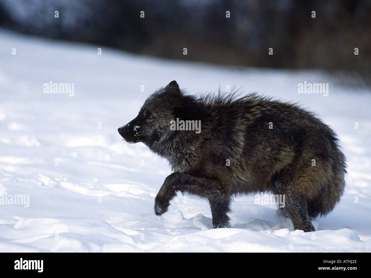 Black phase gray wolf Stock Photo - Alamy