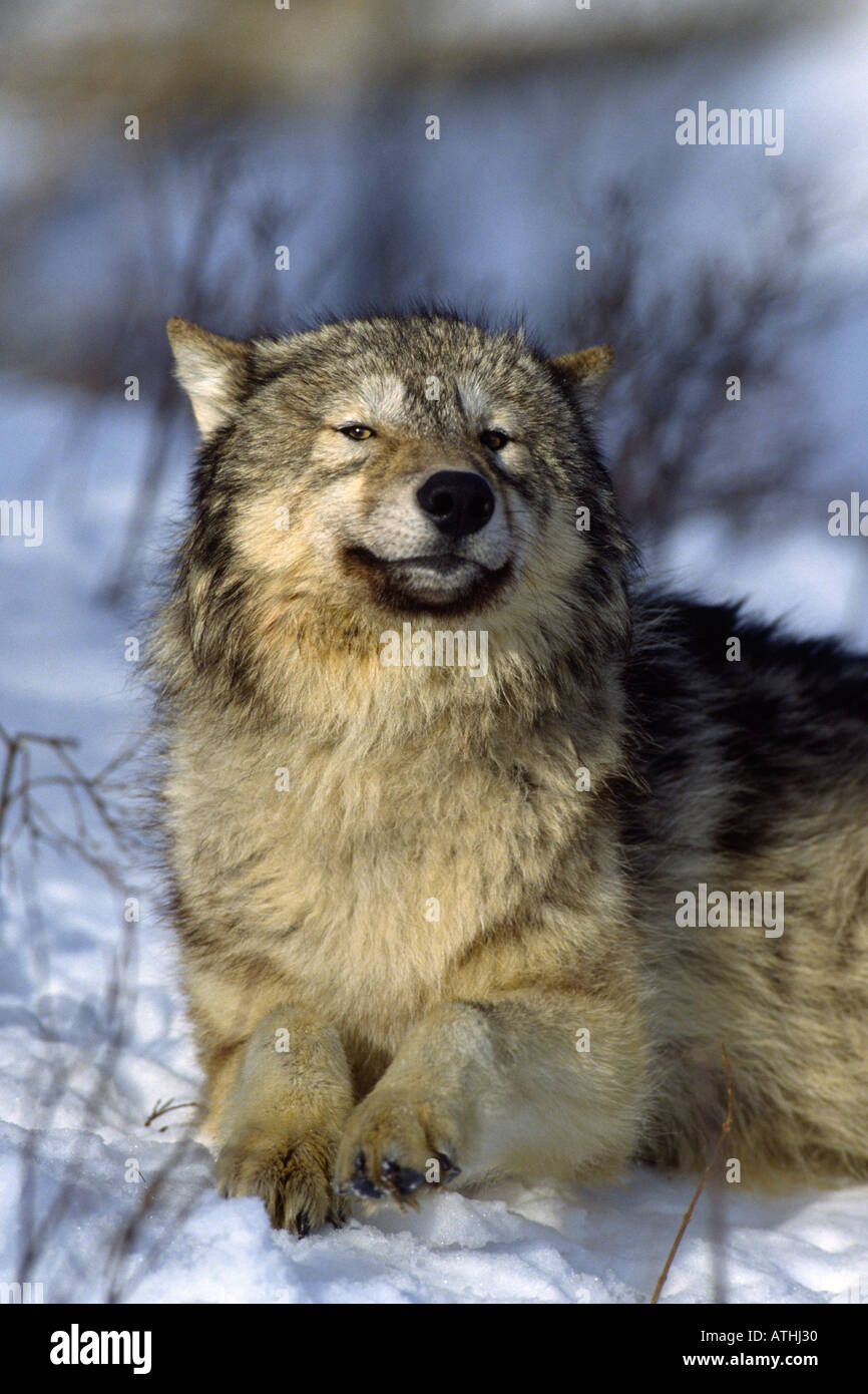 Wolf snarl hi-res stock photography and images - Alamy