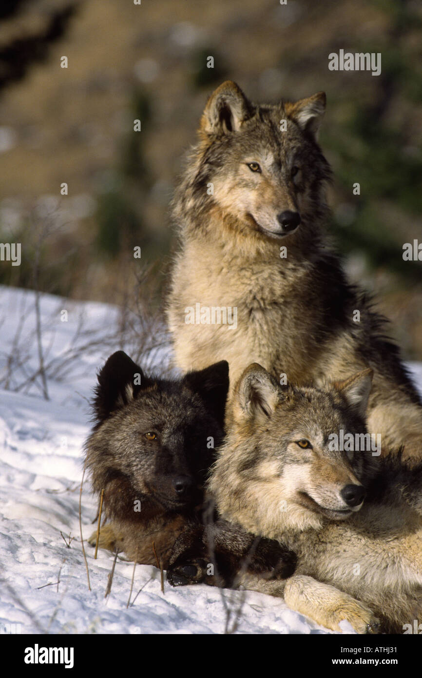 Pack of wolves Stock Photo - Alamy