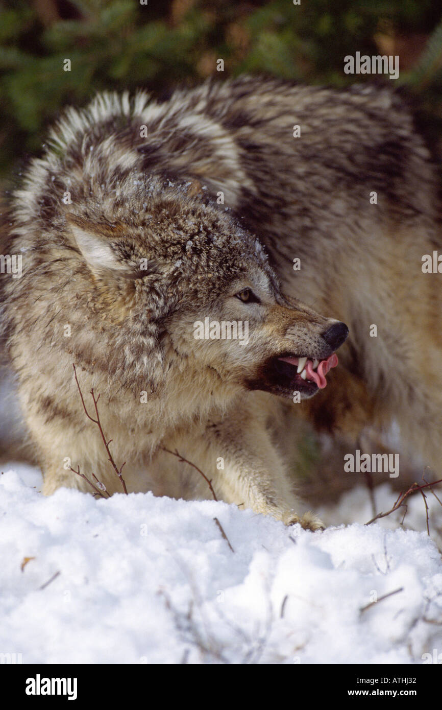 Snarling wolf hi-res stock photography and images - Alamy