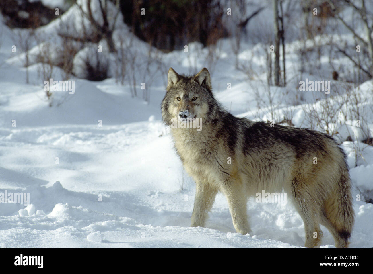 Wolf forest montana winter hi-res stock photography and images - Alamy
