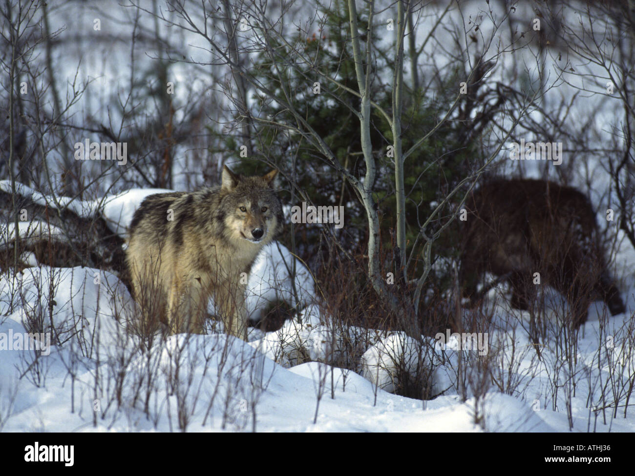 Minnesota forest wolves hi-res stock photography and images - Alamy