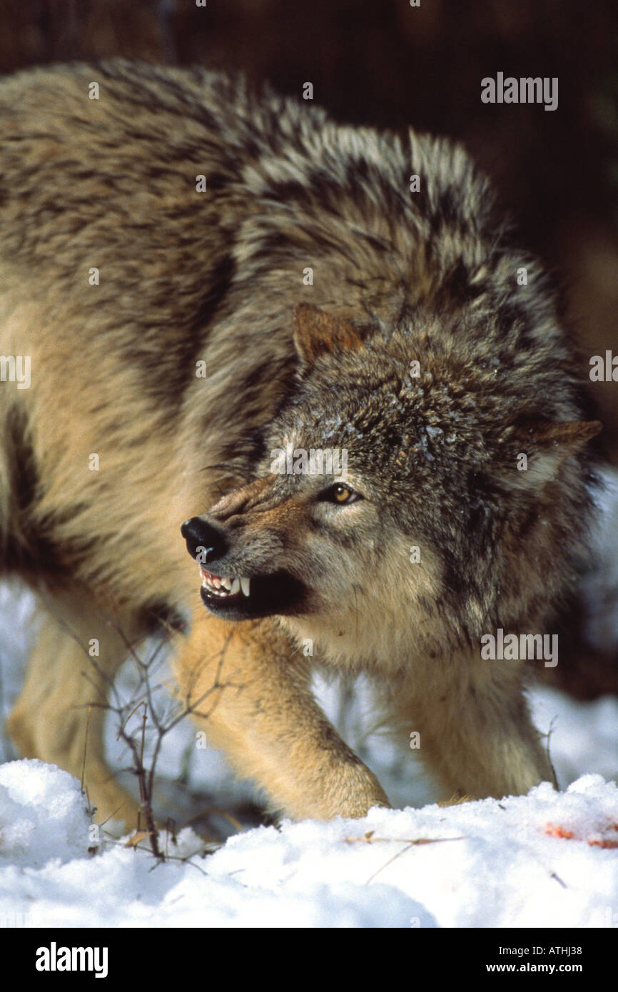 Wolf forest montana winter hi-res stock photography and images - Alamy