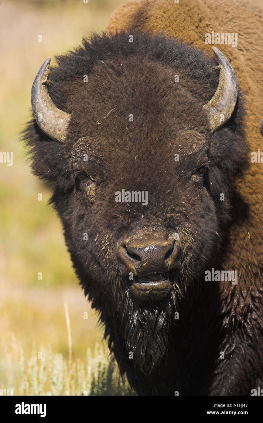 Bison yellowstone close up bull hi-res stock photography and images - Alamy