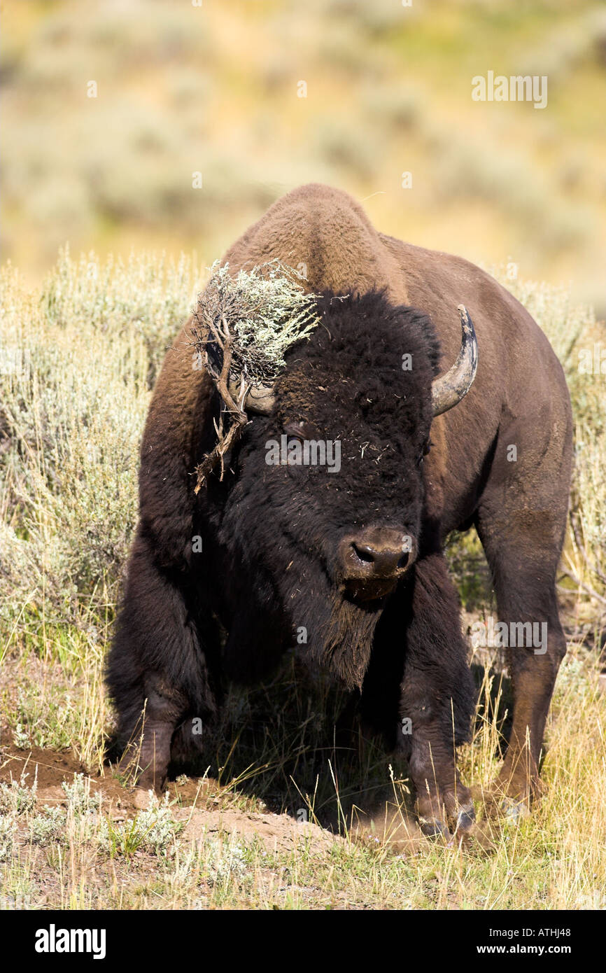 Bisons bull hi-res stock photography and images - Alamy