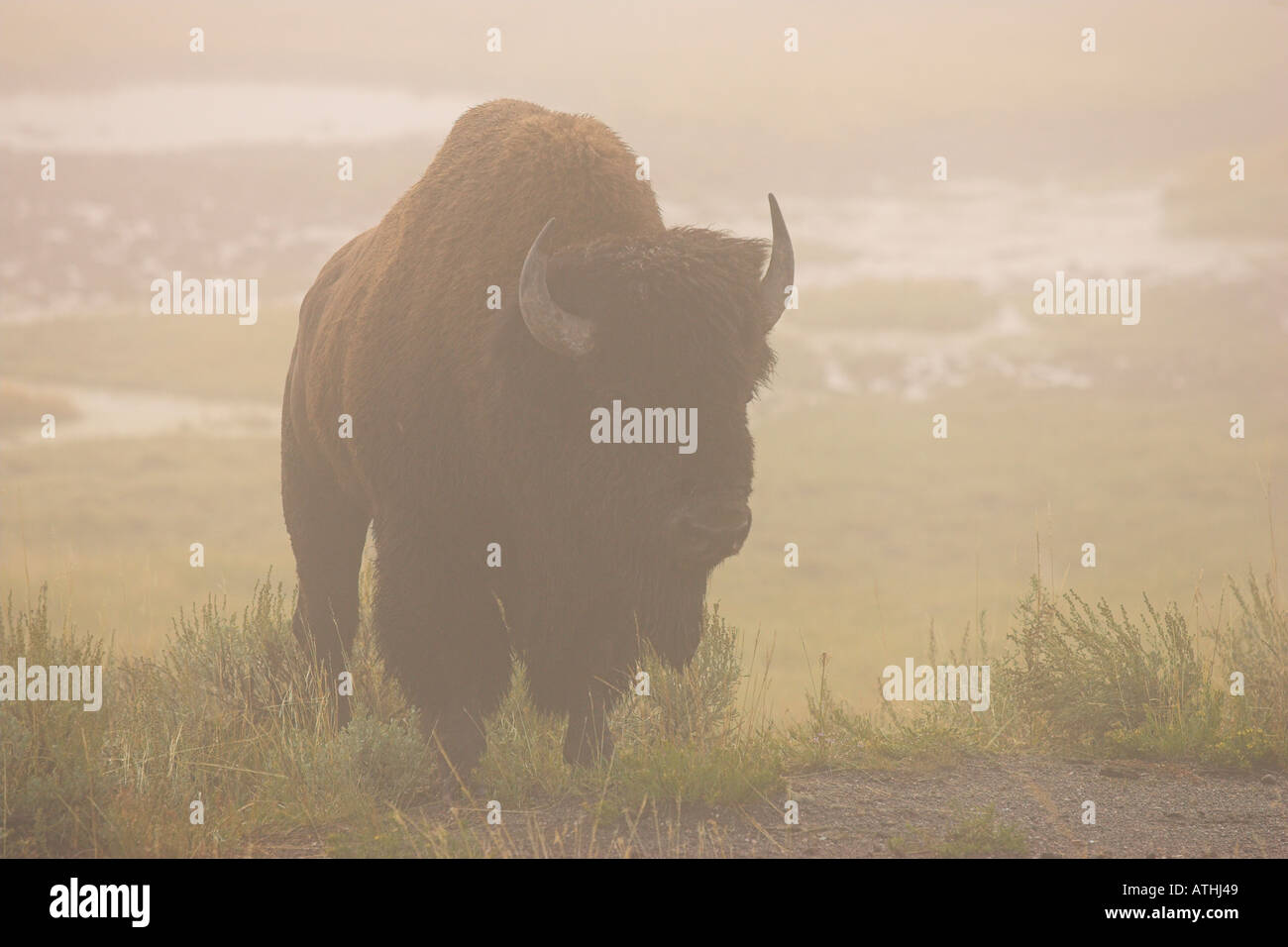 Bison bull in fog Stock Photo - Alamy