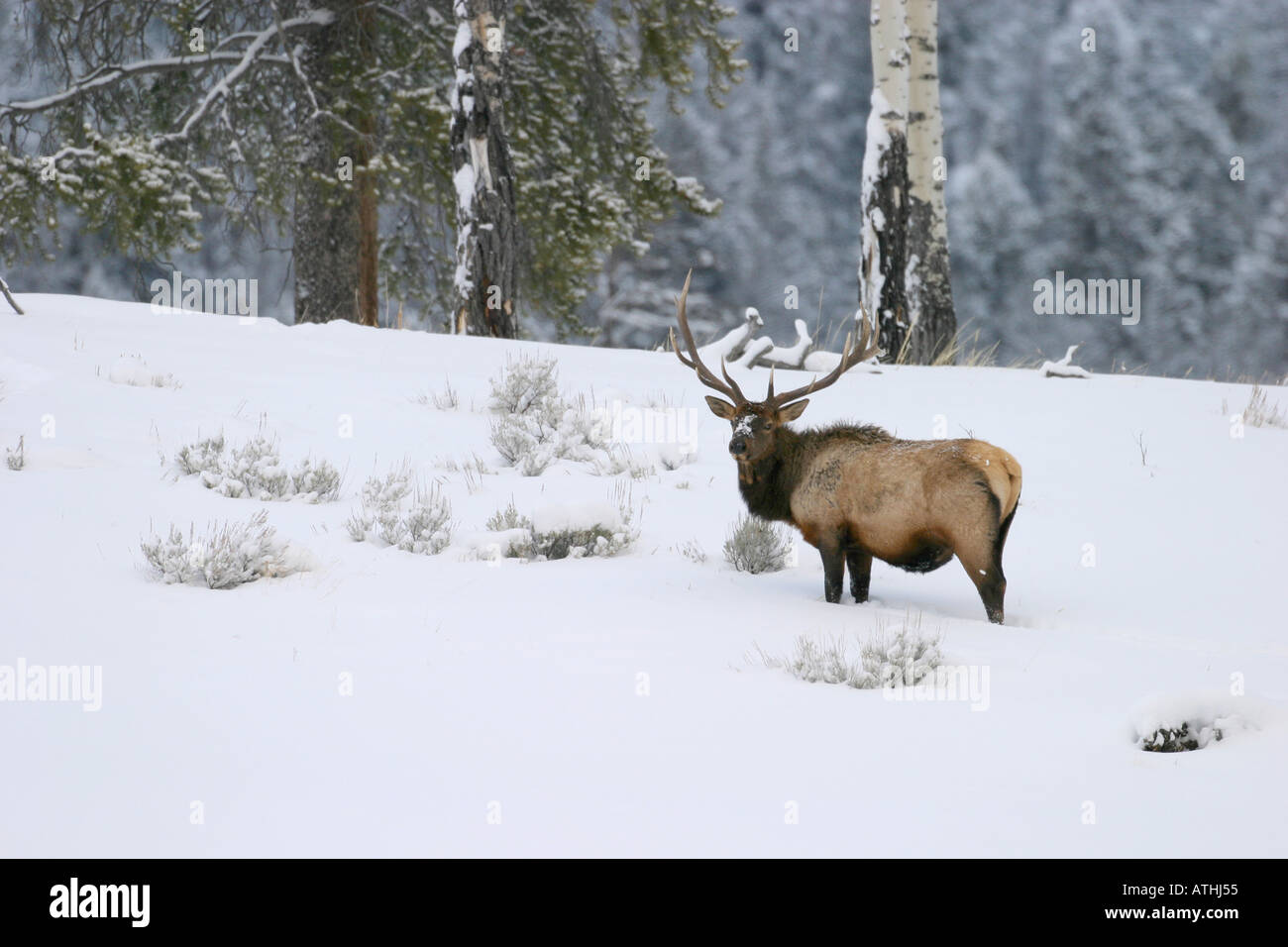 Bull elk in snow Stock Photo - Alamy