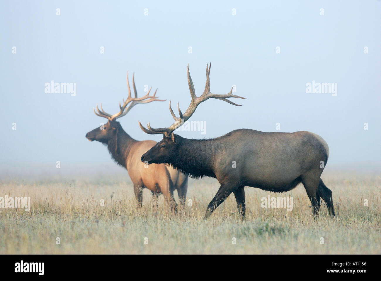 Elk bugles hi-res stock photography and images - Alamy