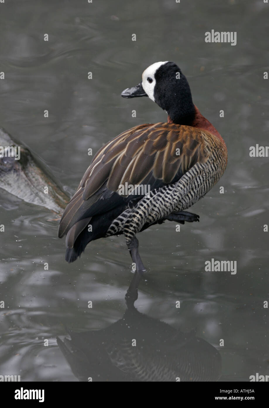 White faced whistling duck dendrocygna viduata hi-res stock photography ...